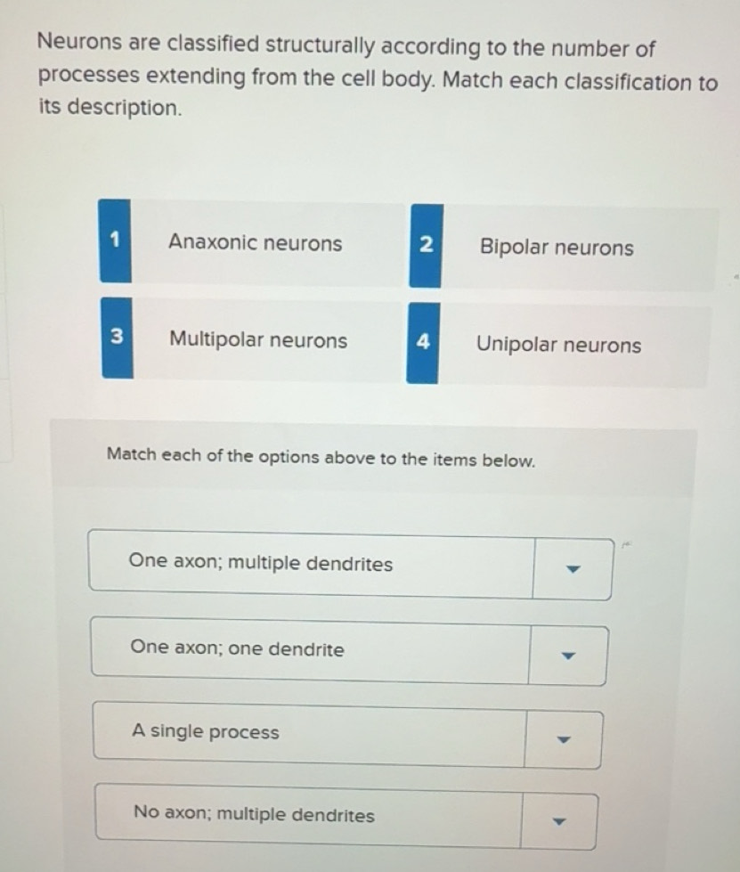 Solved: Neurons are classified structurally according to the number of ...