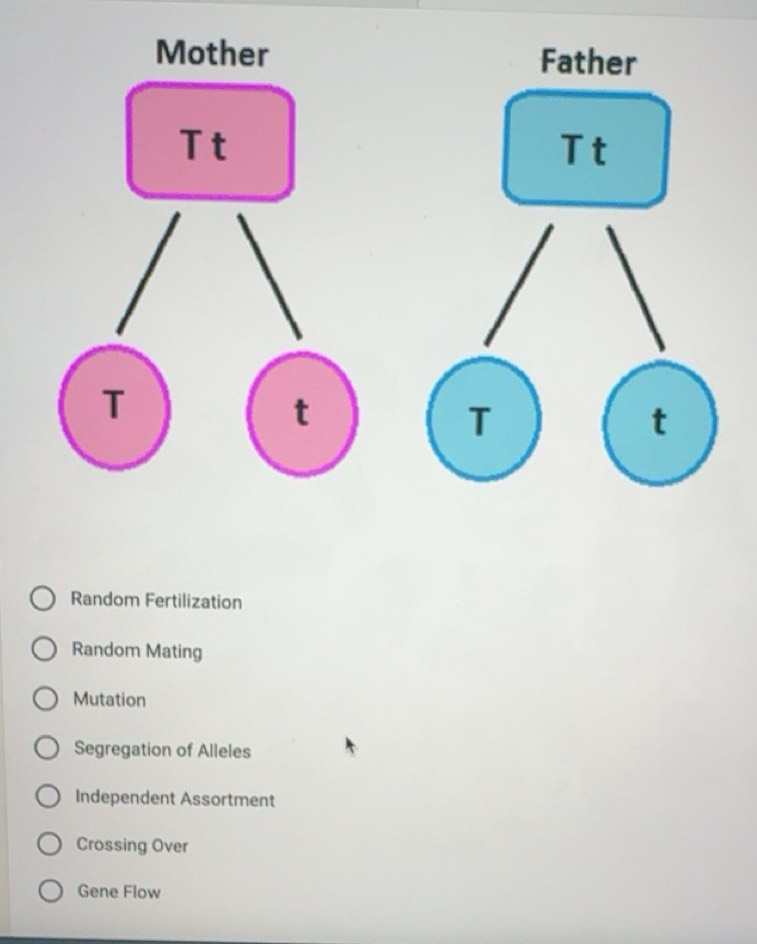Solved: Mother Father Tt Tt T t T t Random Fertilization Random Mating ...