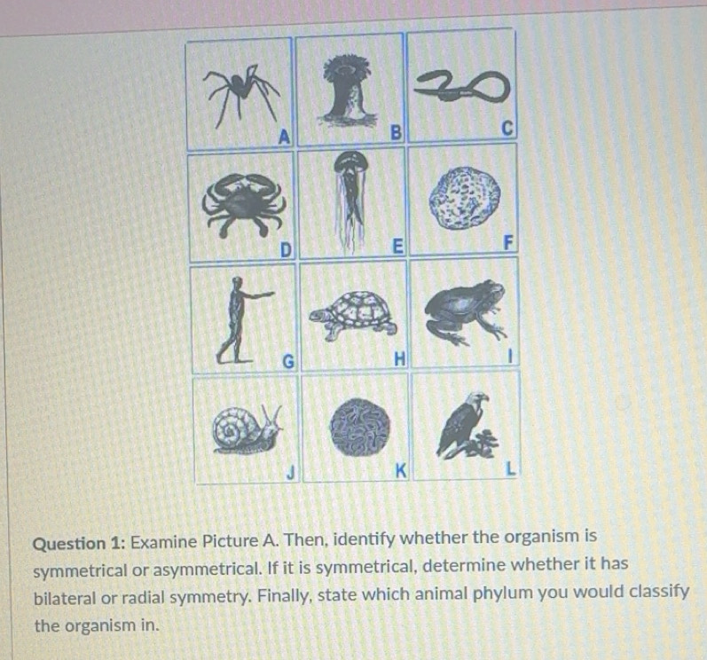 Solved: Examine Picture A. Then, identify whether the organism is ...