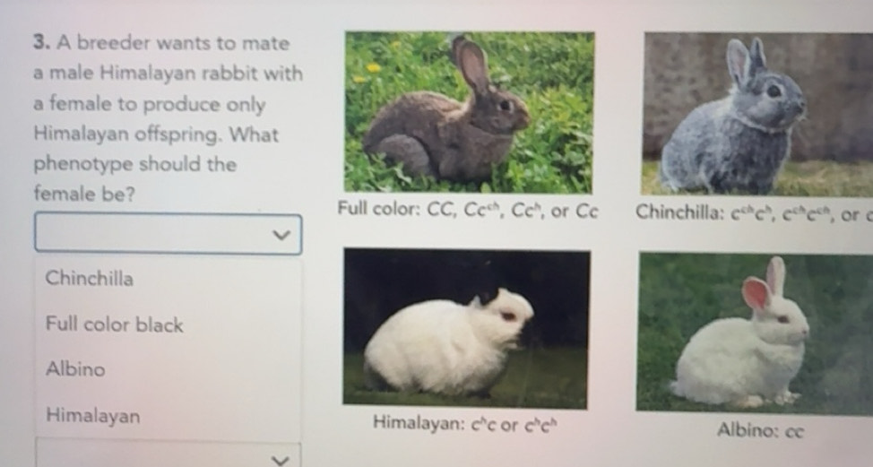 Solved: A breeder wants to mate a male Himalayan rabbit with a female ...