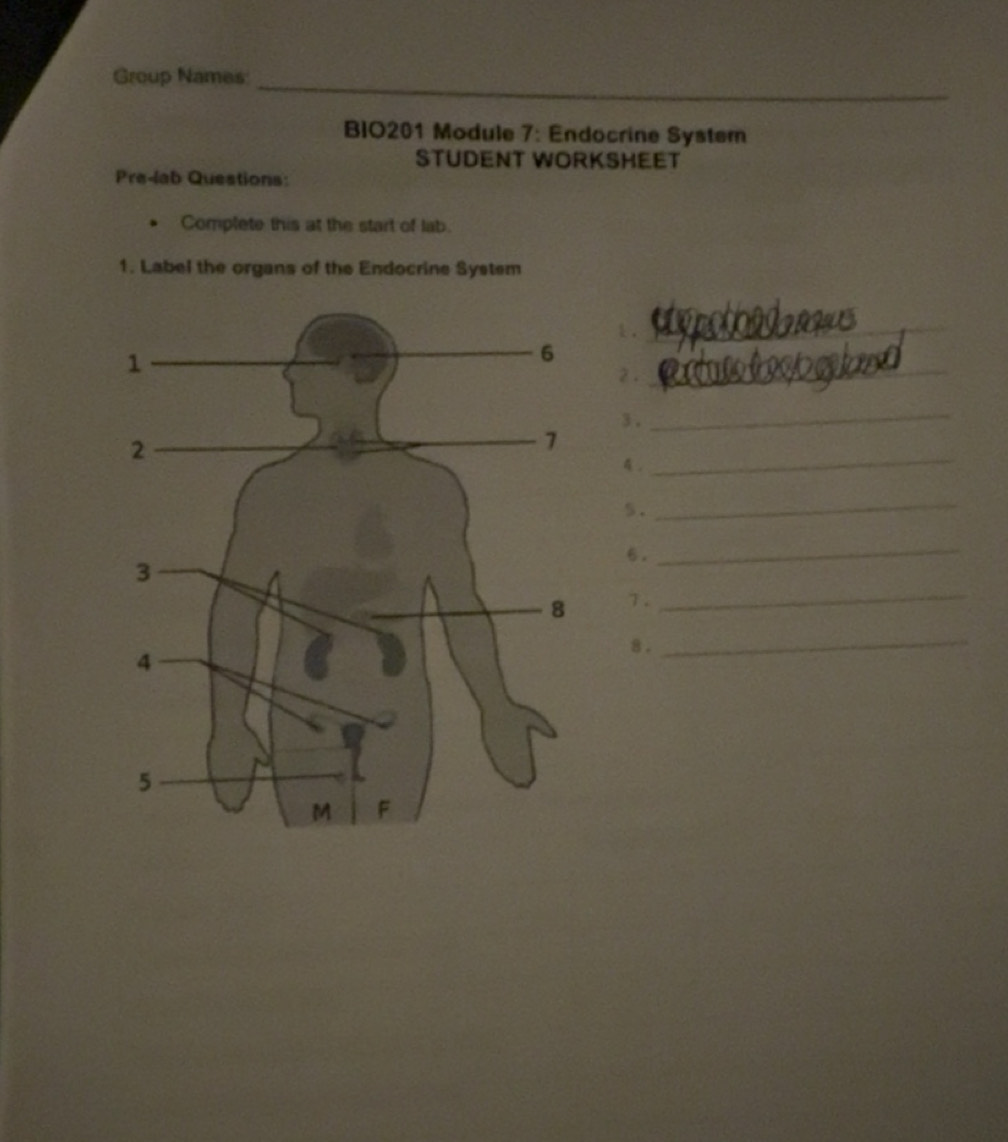 Solved: Group Names BIO201 Module 7: Endocrine System STUDENT WORKSHEET ...