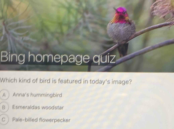 Solved: Bing homepage quiz Which kind of bird is featured in today's ...