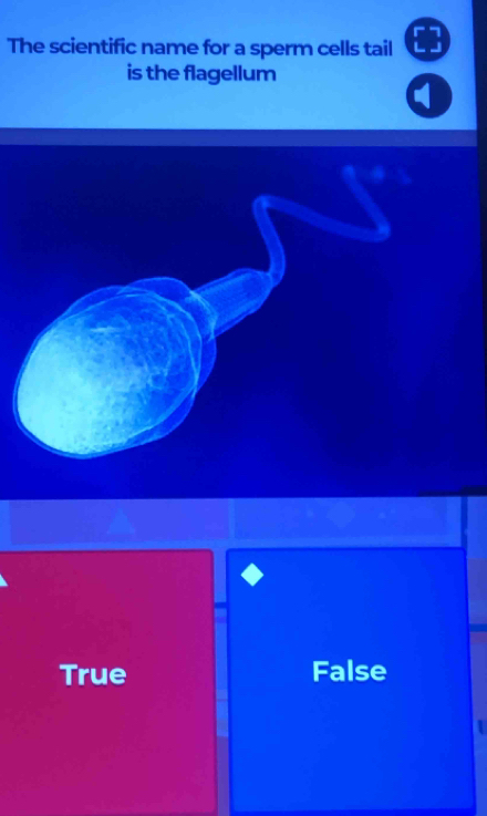 Solved: The scientific name for a sperm cells tail is the flagellum ...