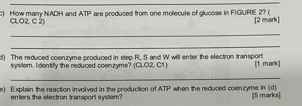Selesai:How many NADH and ATP are produced from one molecule of glucose ...