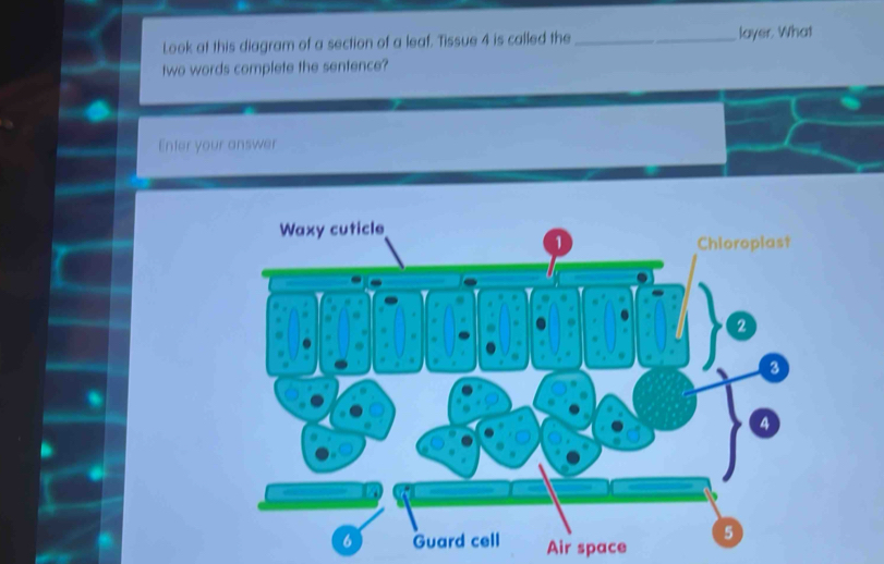 Solved: Look at this diagram of a section of a leaf. Tissue 4 is called ...