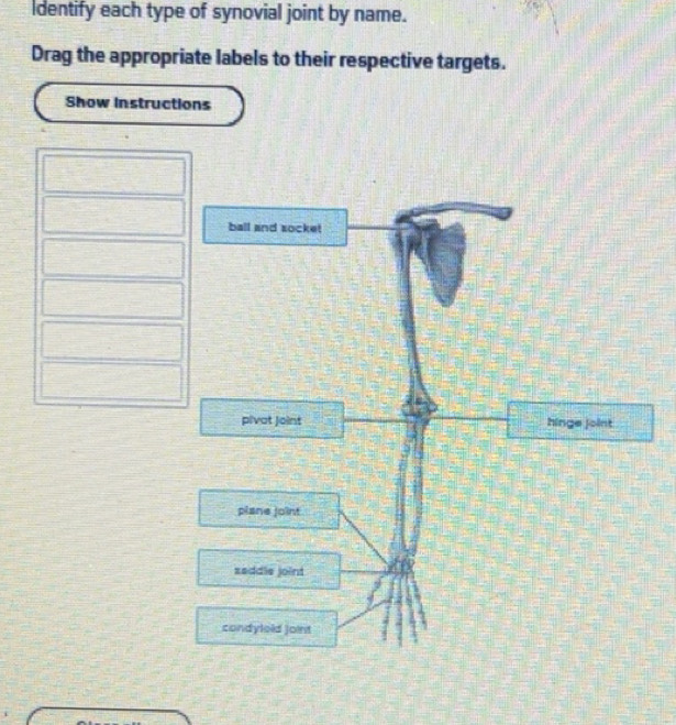 Solved: Identify each type of synovial joint by name. Drag the ...