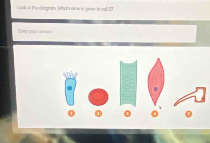 Solved: Look at the diagram. What name is given to cell 2? Enter your ...