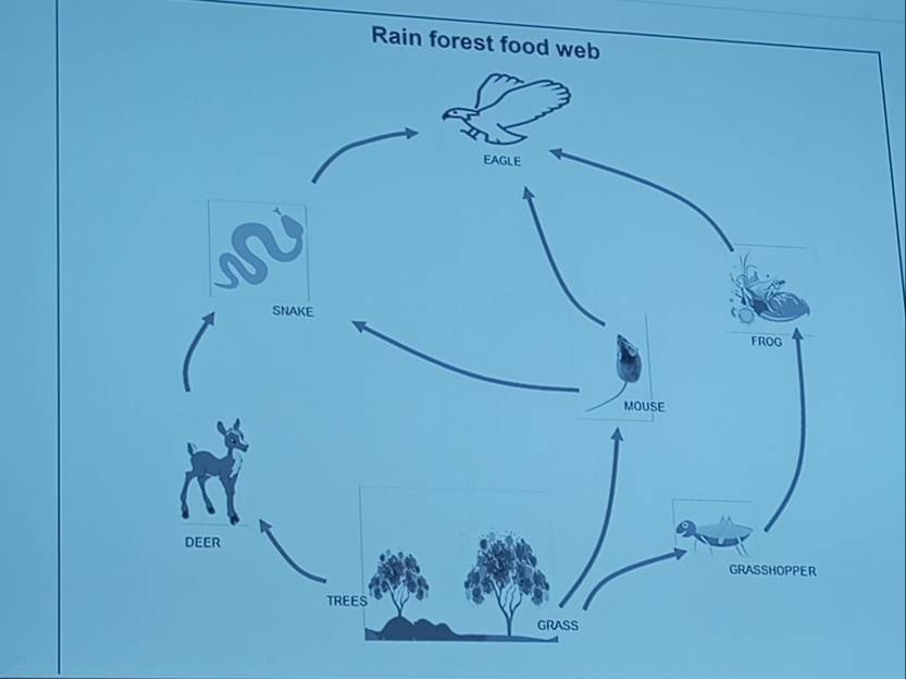 Solved: Rain forest food web EAGLE SNAKE FROG MOUSE DEER GRASSHOPPER ...