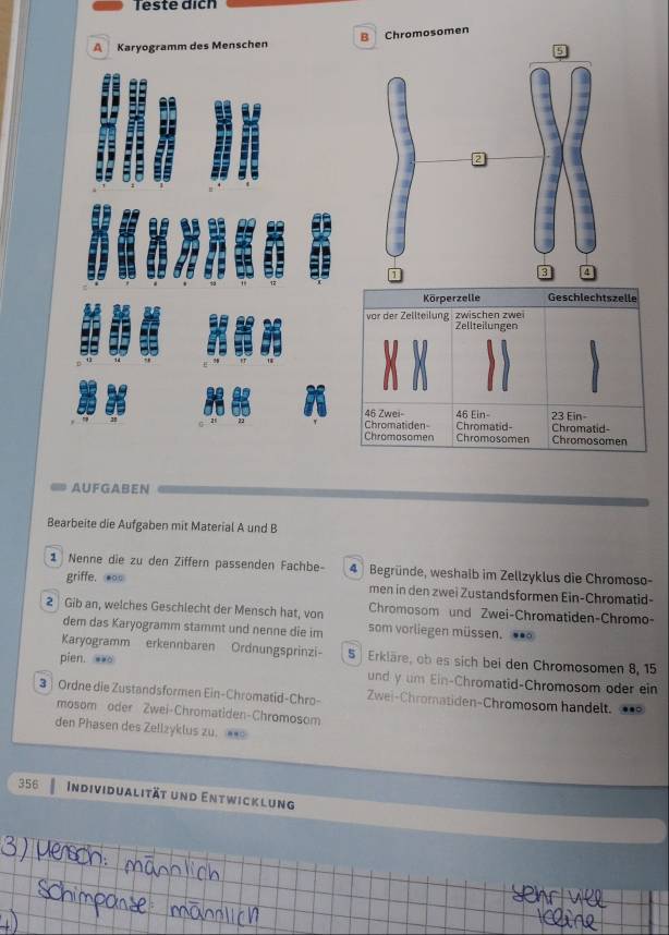 Gelöst:Teste dịch A Karyogramm des Menschen B Chromosomen : A ...