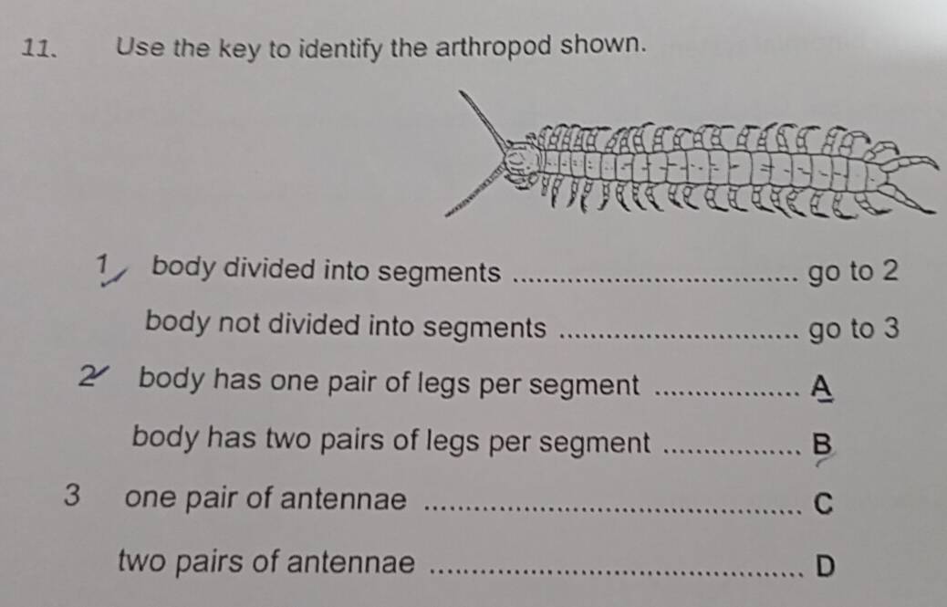 Gelöst:Use the key to identify the arthropod shown. 1 body divided into ...