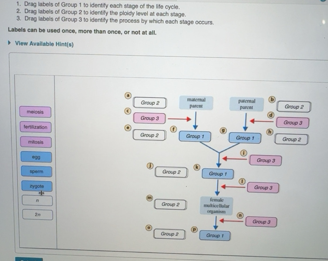 Solved: Drag labels of Group 1 to identify each stage of the life cycle ...