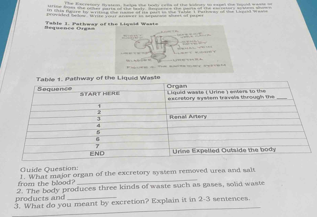 Solved: The Excretory System, helps the body cells of the kidney to ...