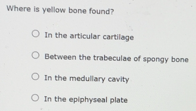 Solved: Where is yellow bone found? In the articular cartilage Between ...