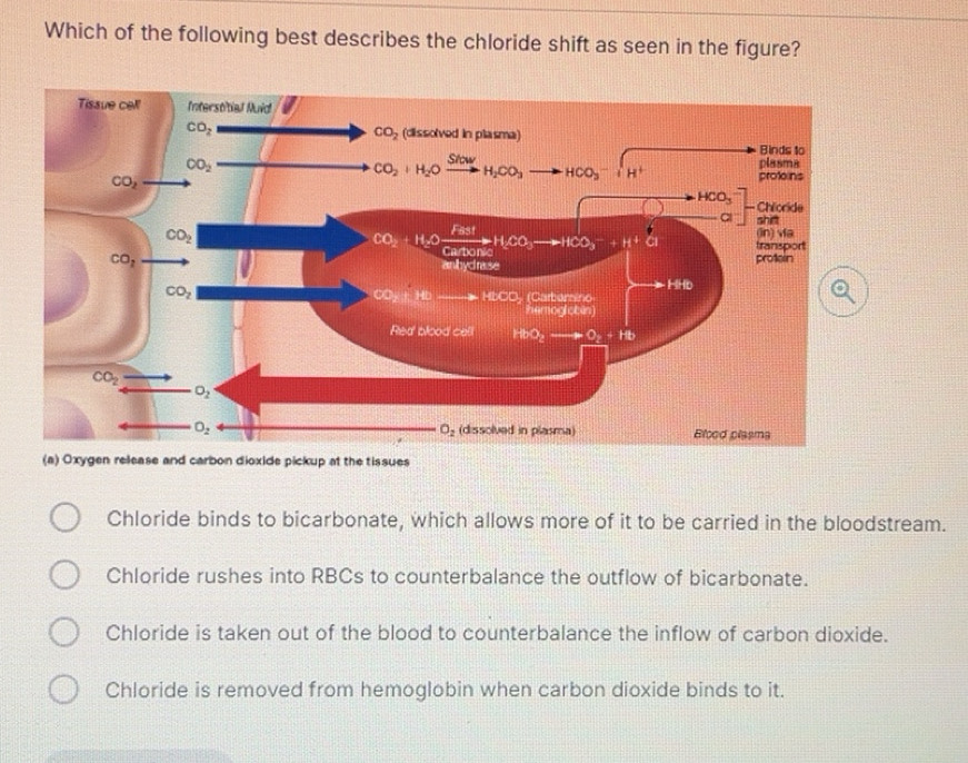 Solved: Which of the following best describes the chloride shift as ...