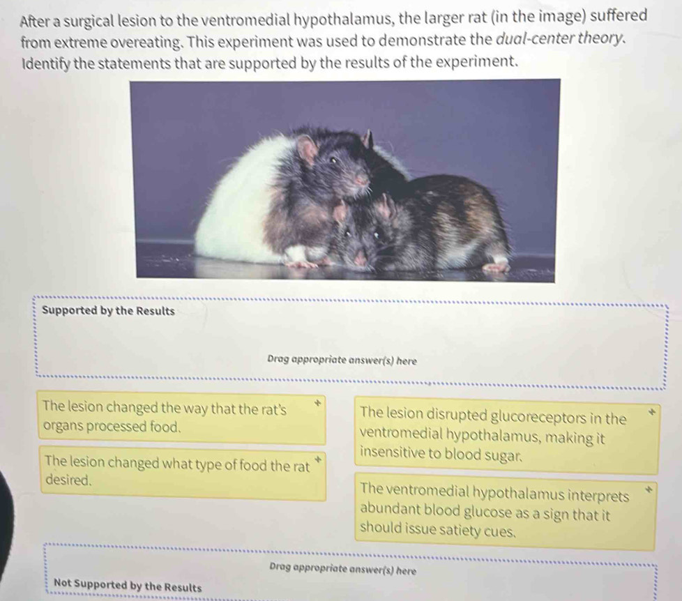 Solved: After a surgical lesion to the ventromedial hypothalamus, the ...