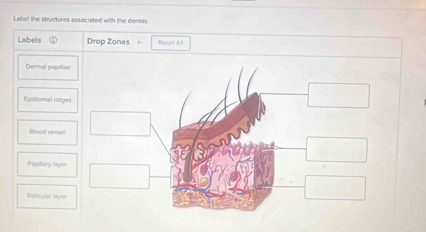 Solved: Label the structures associated with the dermis. Labels Drop ...