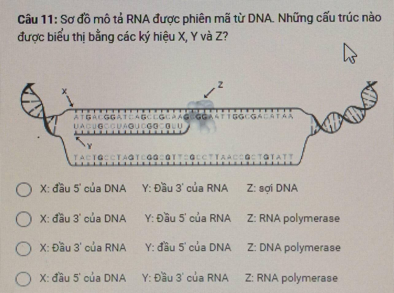 Giải quyết:Sơ đồ mô tả RNA được phiên mã từ DNA. Những cấu trúc nào ...
