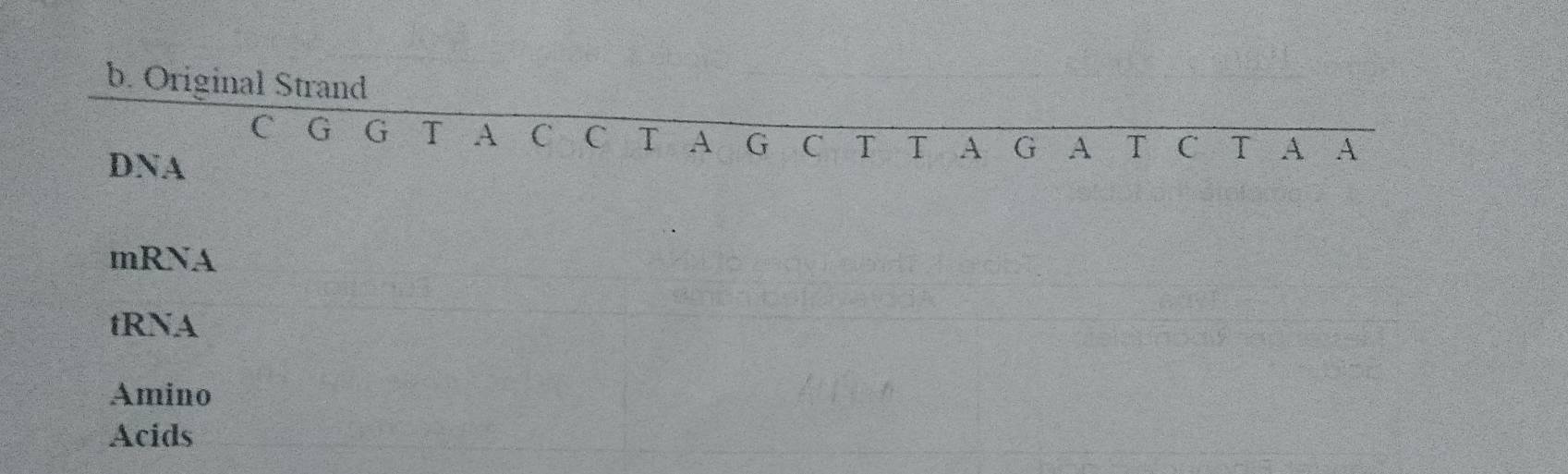 Solved: Original Strand C G G T A C C T A G C T T A G A T C T A A DNA ...