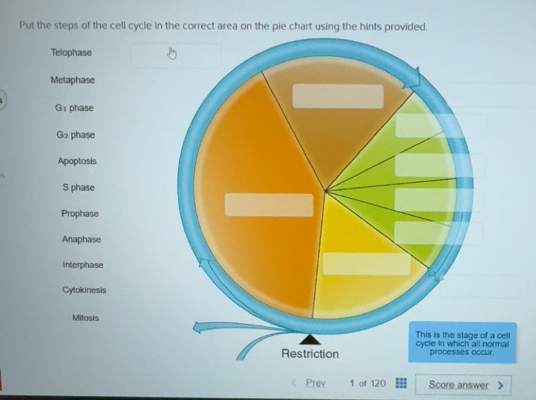 Solved: Put the steps of the cell cycle in the correct area on the pie ...