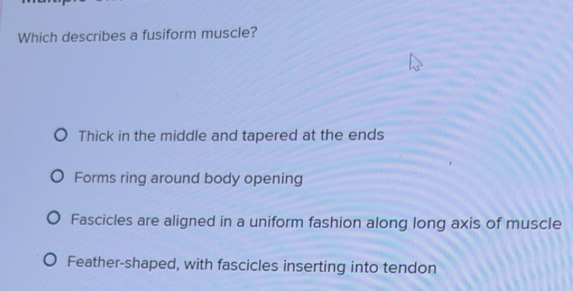 Solved: Which describes a fusiform muscle? Thick in the middle and ...
