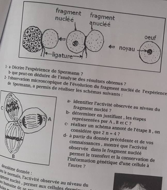 Solved: 1- a- Décrire l'expérience de Spermann ? yse des résultats ...