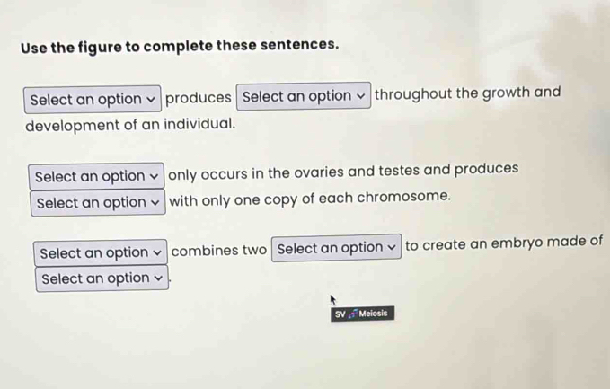Use the figure to complete these sentences. Select an option √ produces ...