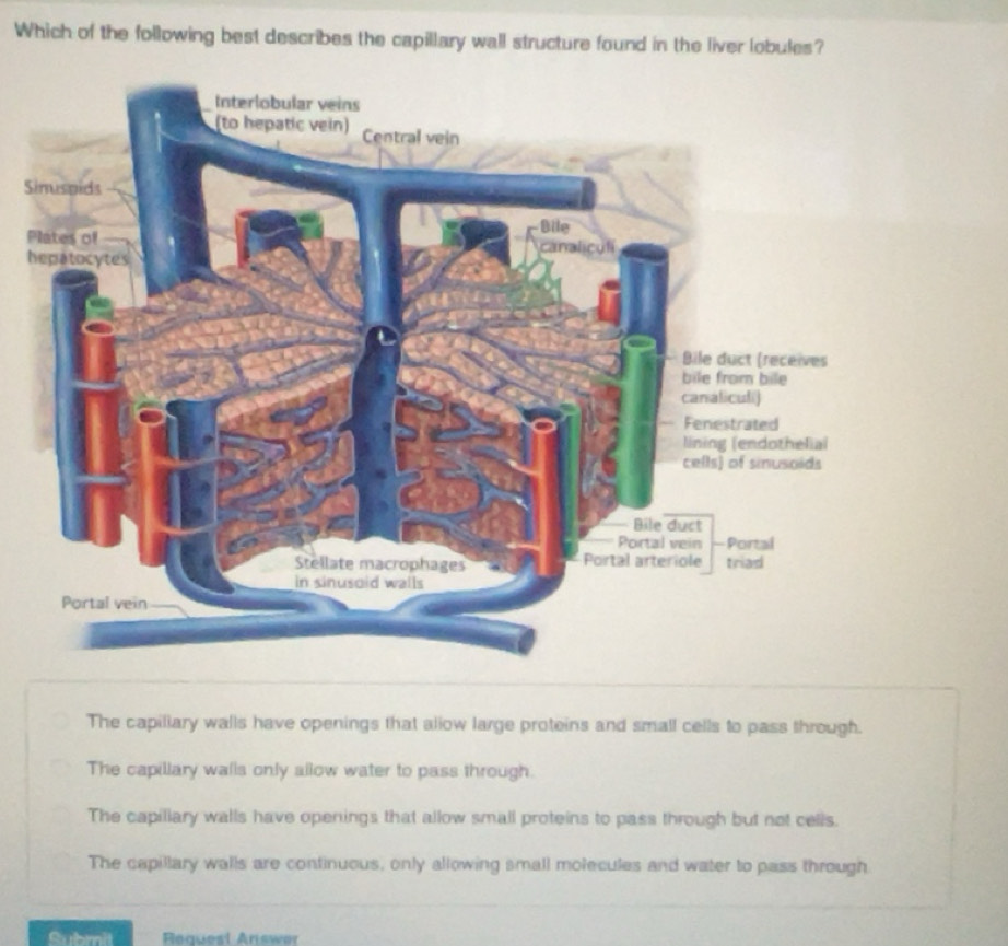 Solved: Which of the following best describes the capillary wall ...