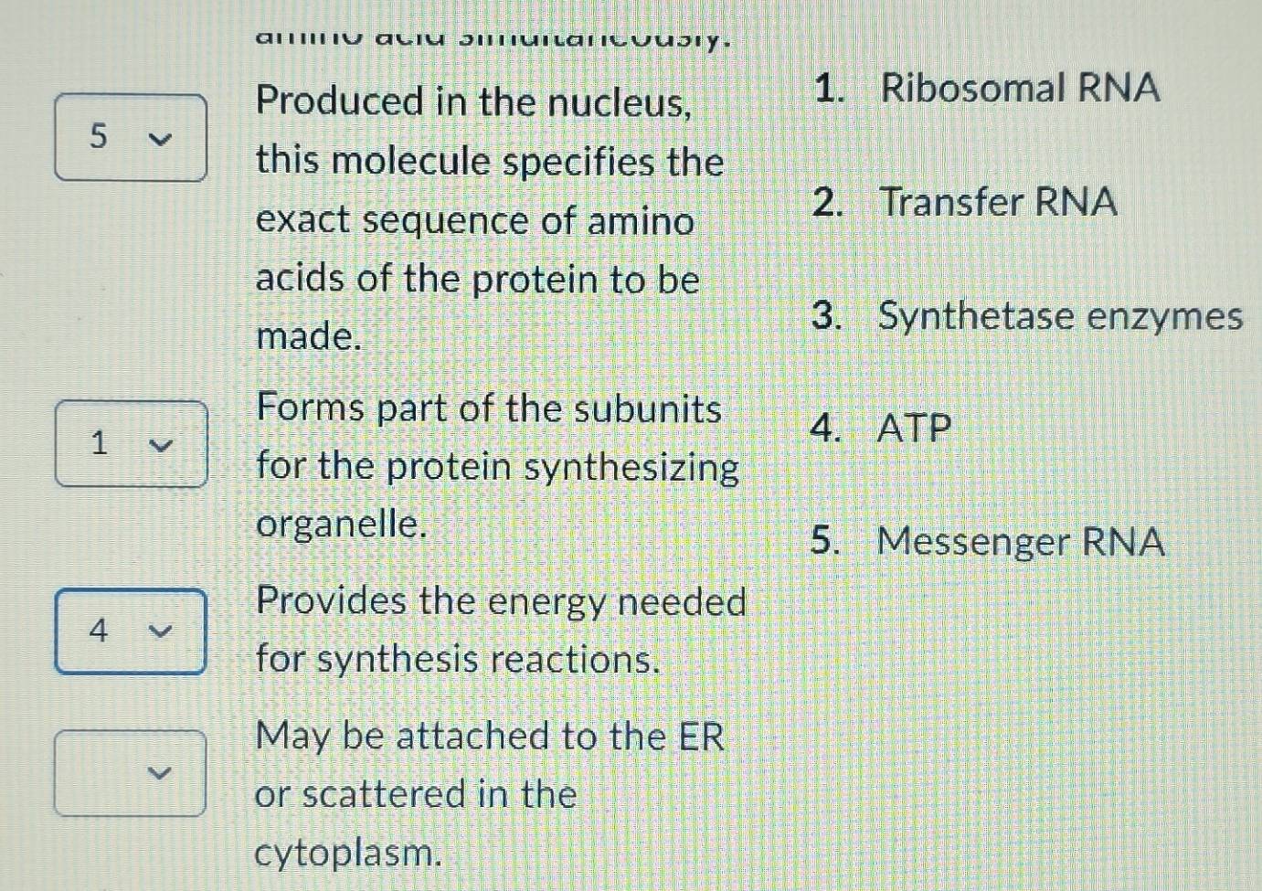 Solved: Produced in the nucleus, 1. Ribosomal RNA 5 this molecule ...