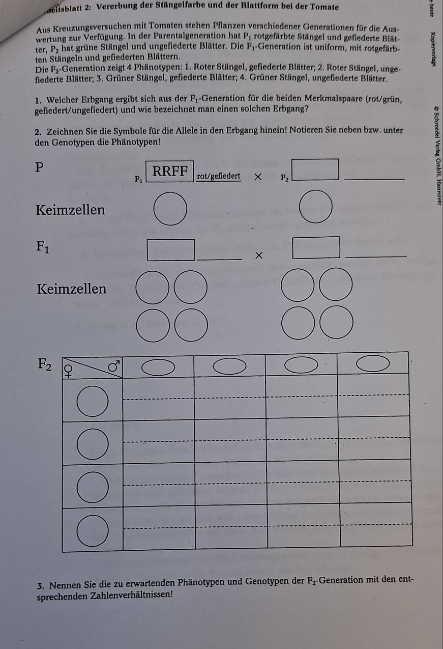 Gelöst:aellsblatt 2: Vererbung der Stängelfarbe und der Blattform bei ...