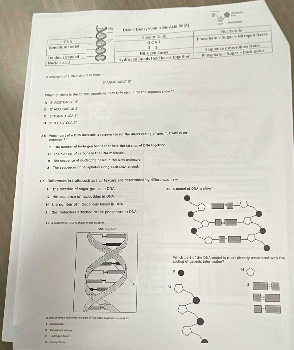 Solved: A segment of a DNA strand is shown. 3' AGGTCAGGT 5' Which of ...