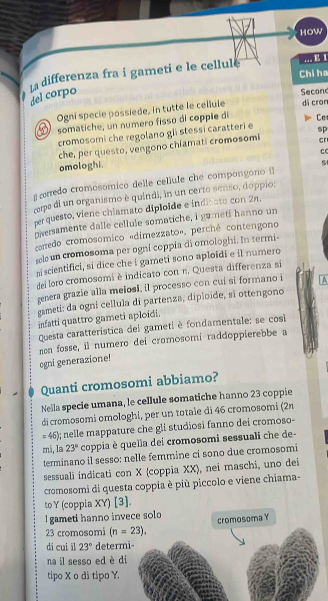 Risolto:HOW La differenza fra i gameti e le cellule … E I Chi ha del ...