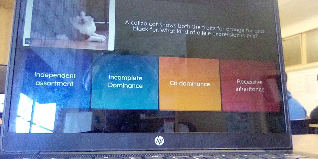 Solved: A calico cat shows both the traits for orange fur and black fur ...