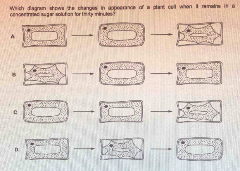 Solved: Which diagram shows the changes in appearance of a plant cell ...