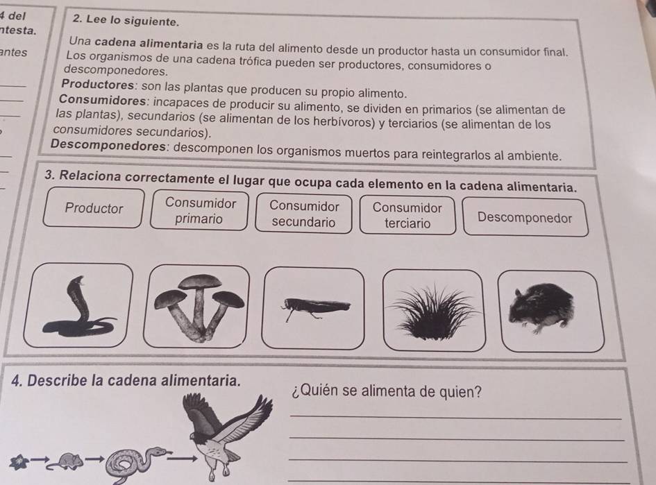 Resuelto:del 2. Lee lo siguiente. ntesta. Una cadena alimentaria es la ...