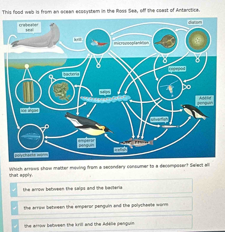 Solved: This food web is from an ocean ecosystem in the Ross Sea, off ...