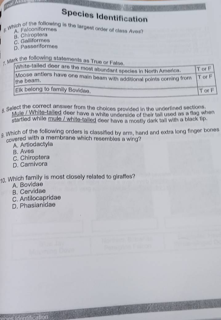 Solved: Species Identification 6. Which of the following is the largest ...