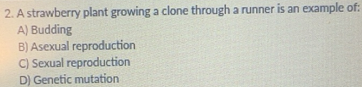 Solved: A strawberry plant growing a clone through a runner is an ...