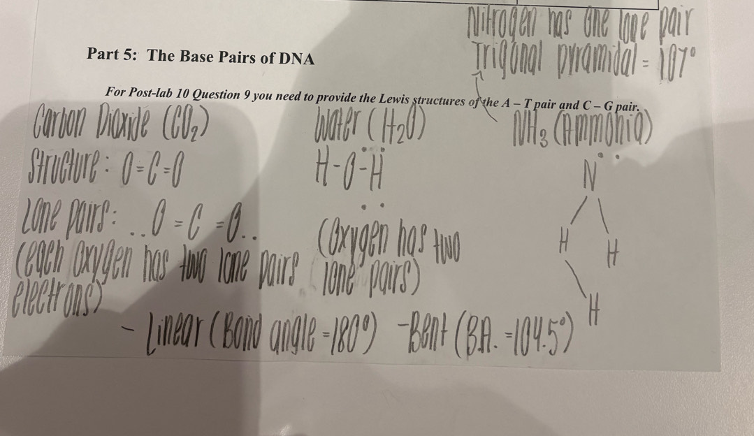 Solved: The Base Pairs of DNA For Post-lab 10 Question 9 you need to ...