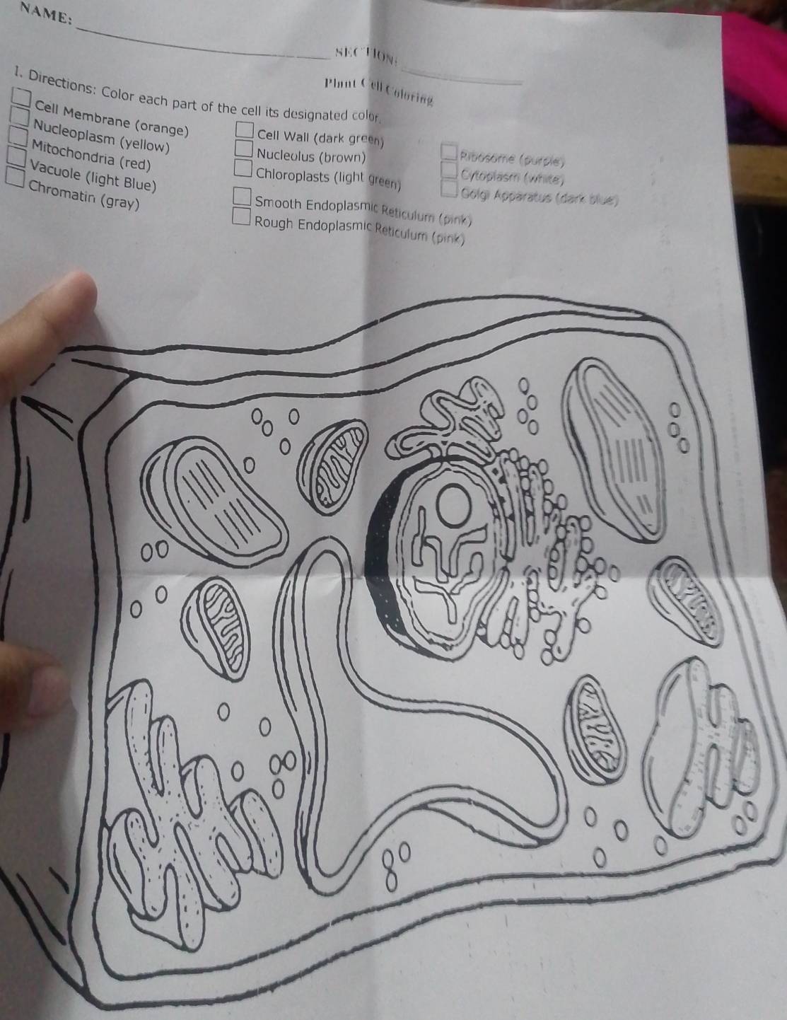 Solved: NAME: _ _ SECTION. Plant Cell Coloring 1. Directions: Color ...