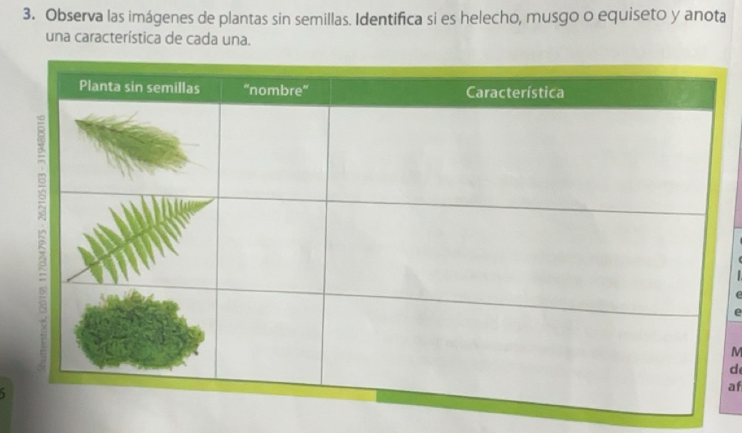 Resuelto:Observa las imágenes de plantas sin semillas. Identifica si es ...