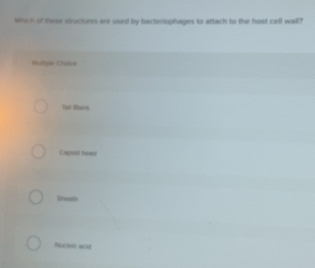 Solved: Which of these structures are used by bacteriophages to attach ...