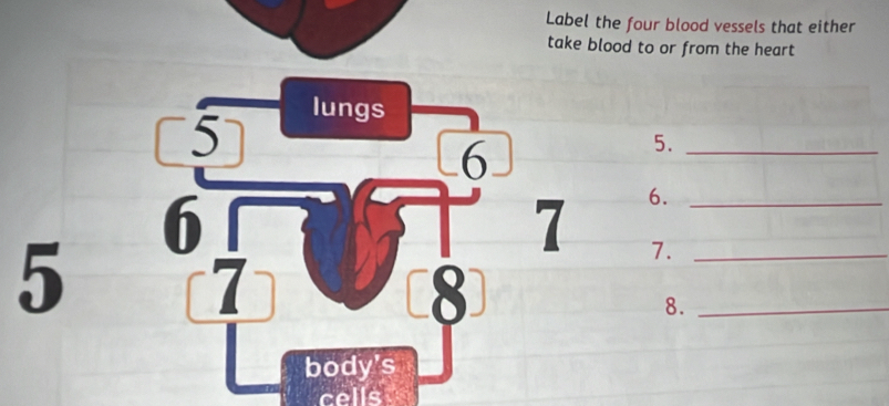 Solved: Label the four blood vessels that either take blood to or from ...