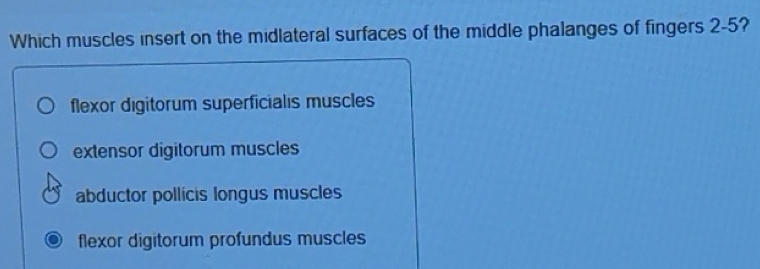 Solved: Which muscles insert on the midlateral surfaces of the middle ...