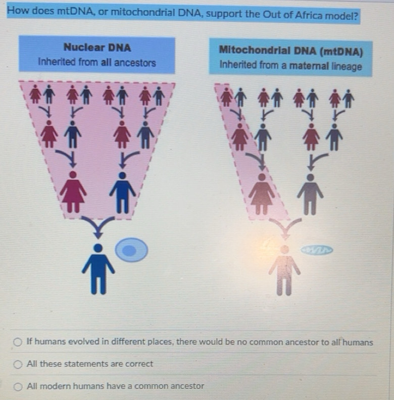 Solved: How does mtDNA, or mitochondrial DNA, support the Out of Africa ...