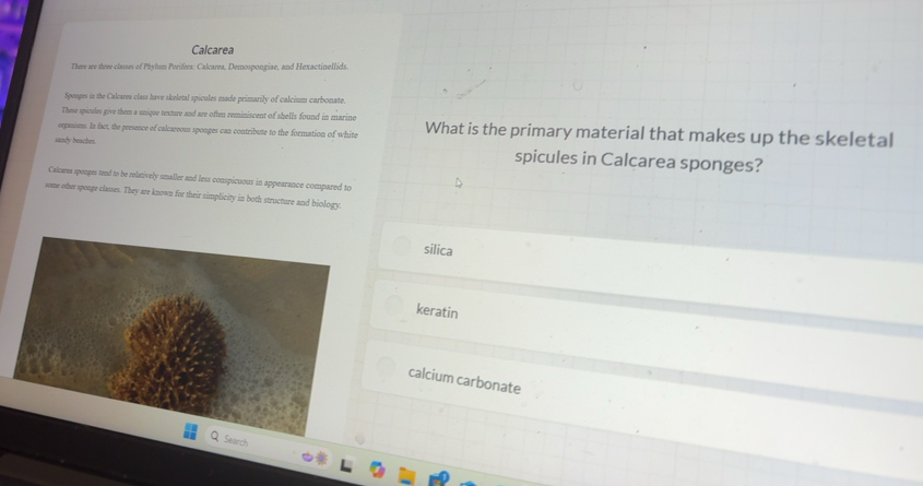 Solved: Calcarea There are three classes of Phylum Porifera: Calcarea ...