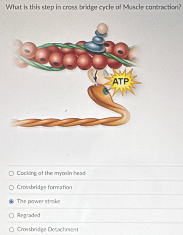 Solved: What is this step in cross bridge cycle of Muscle contraction ...
