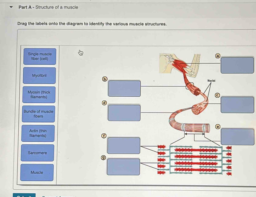 Solved: Structure of a muscle Drag the labels onto the diagram to identify the various muscle ...