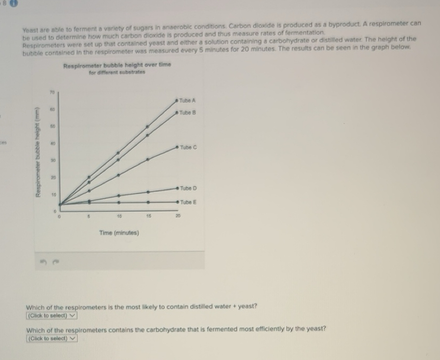 Solved: Yeast are able to ferment a variety of sugars in anaerobic ...