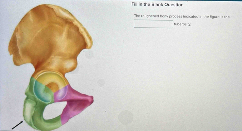 Solved: Fill in the Blank Question The roughened bony process indicated ...