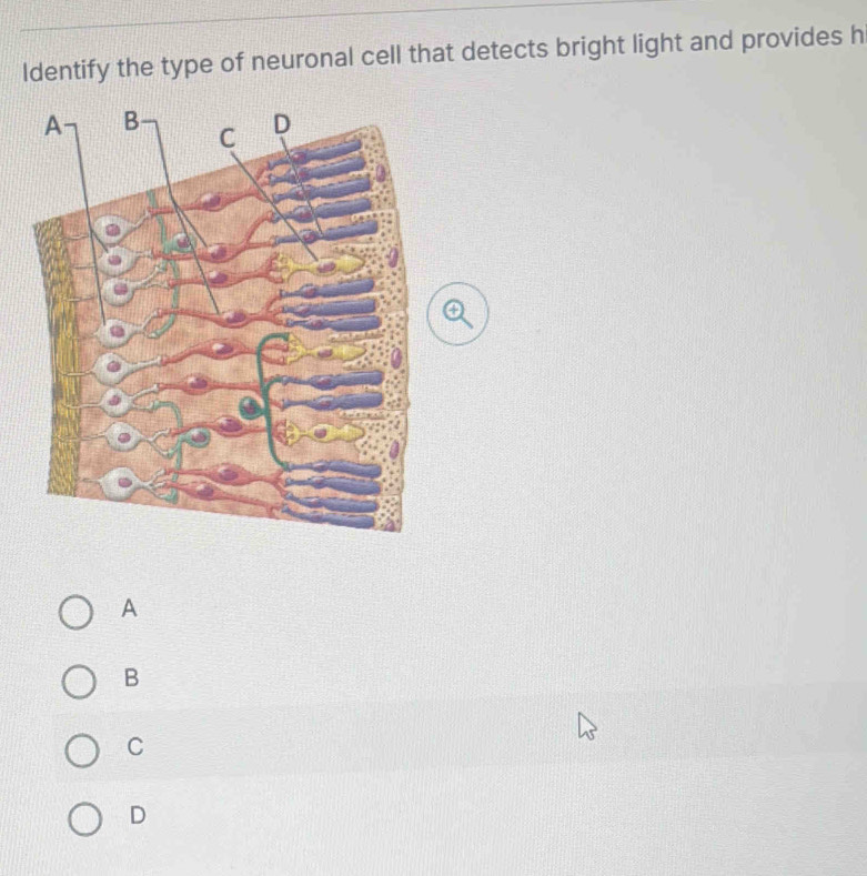 Solved: Identify the type of neuronal cell that detects bright light ...